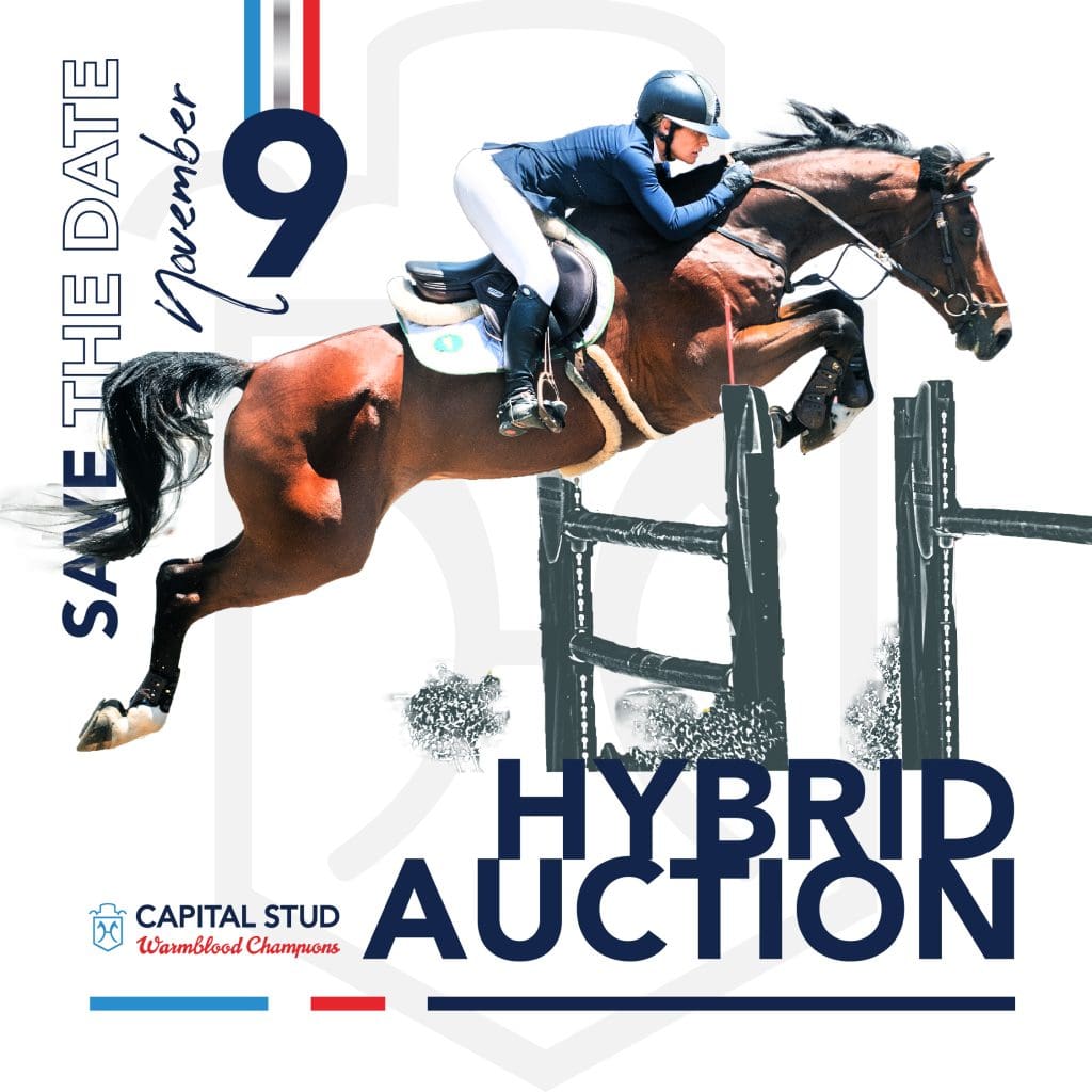 Young Sporthorse Auction November 2024 | Capital Stud