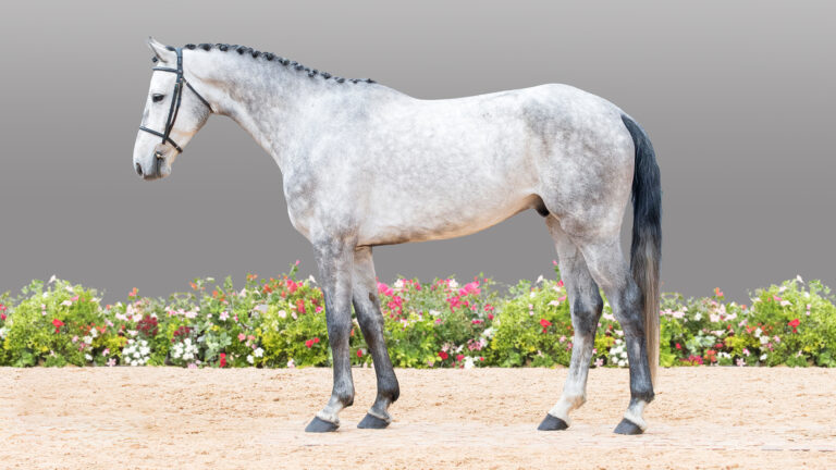 33 Capital Colenzo | Capital Stud