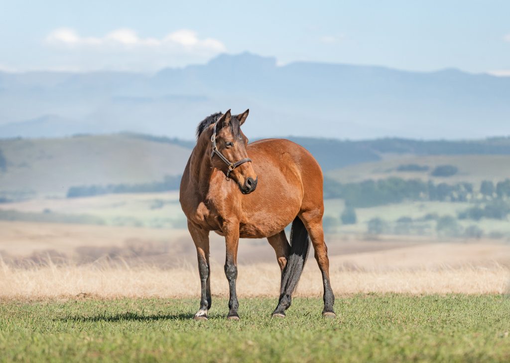 13 Capital Carnelle Capital Stud