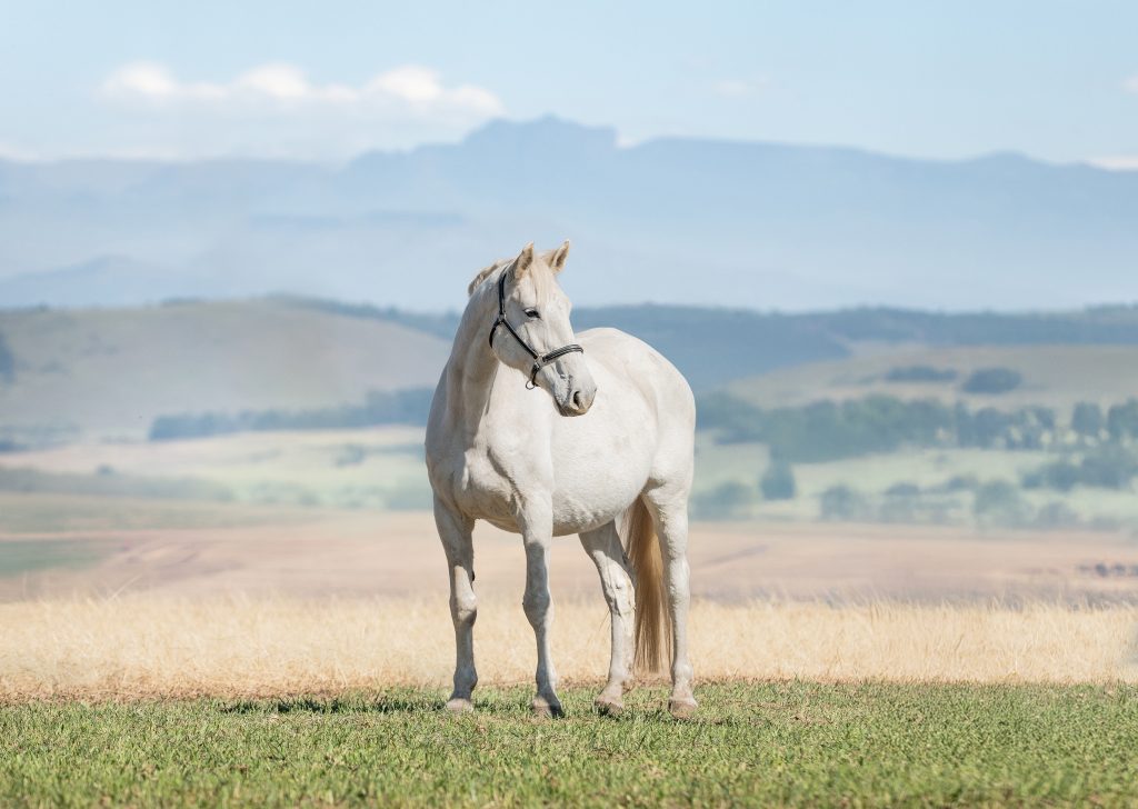 05 CAPITAL CHAO LEE | Capital Stud