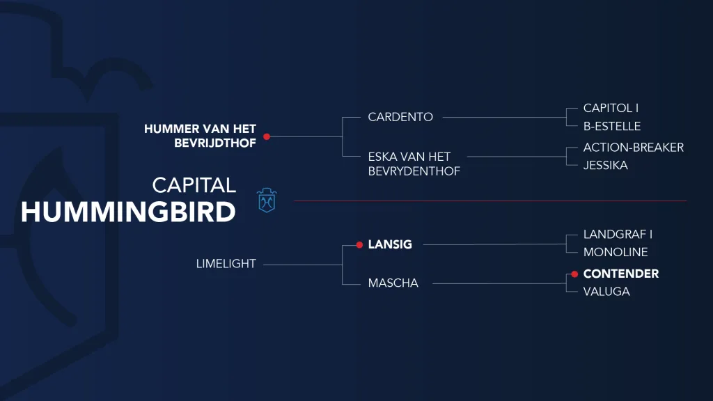 14 CAPITAL HUMMINGBIRD | Capital Stud